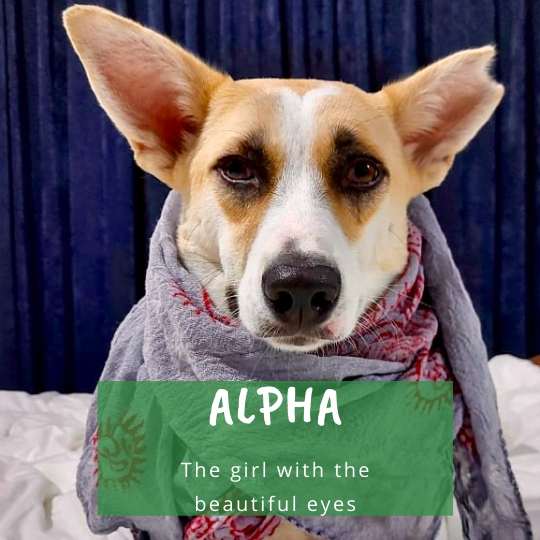 Alpha (or Alphie) the Girl with the Beautiful Eyes (and Ears) – Seva Stray