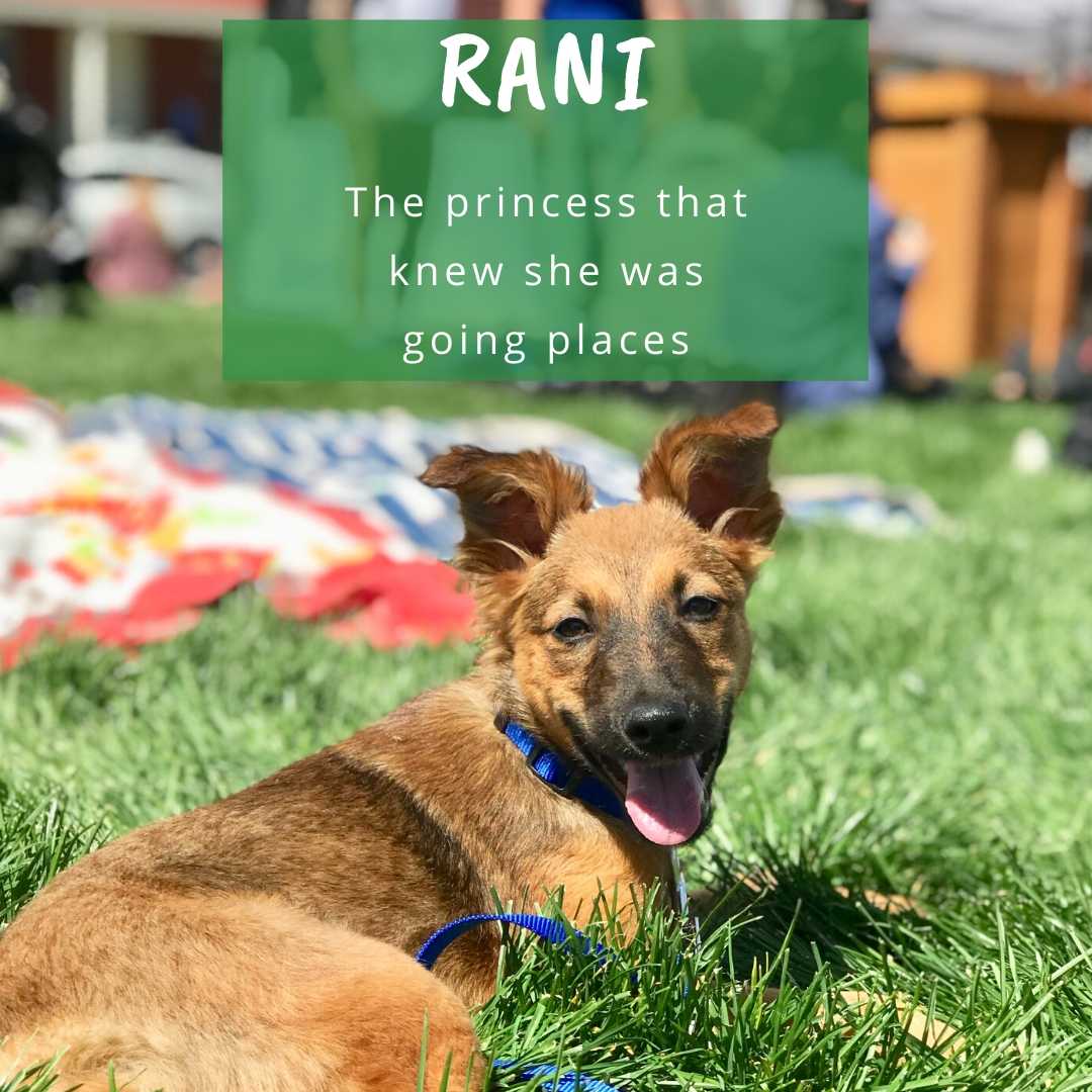 Rani: The Dog Princess Destined for America No Matter What – Seva Stray